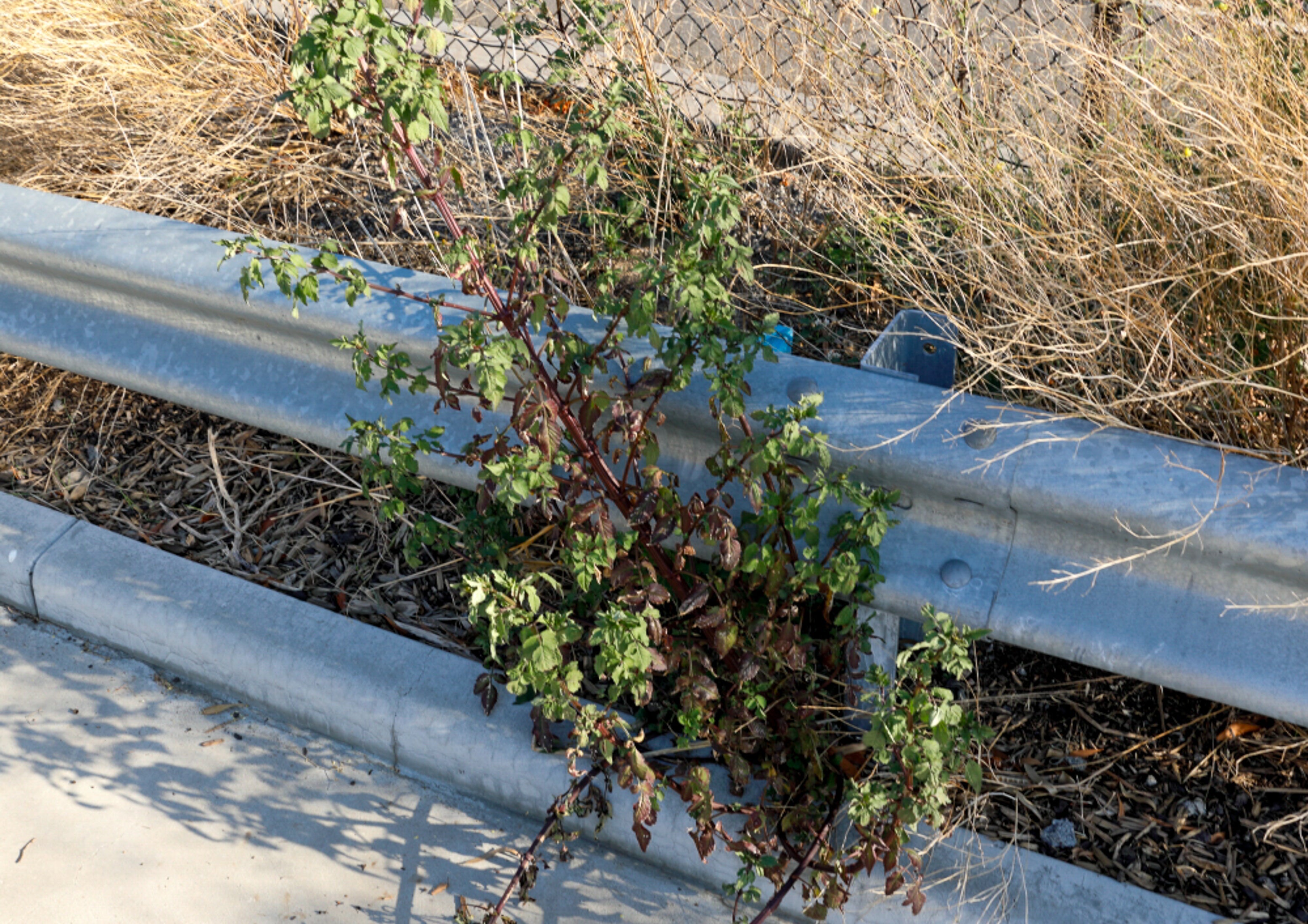 Australian Weed Guide | Learn About Common Australian Weeds