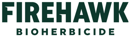 Fat Hen (Chenopodium Album) | Broadleaf Weeds | Australian Weed Guide