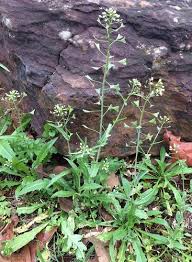 Bindii (Soliva Sessilis) | Broadleaf Weeds | Australian Weed Guide