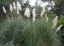 Grass