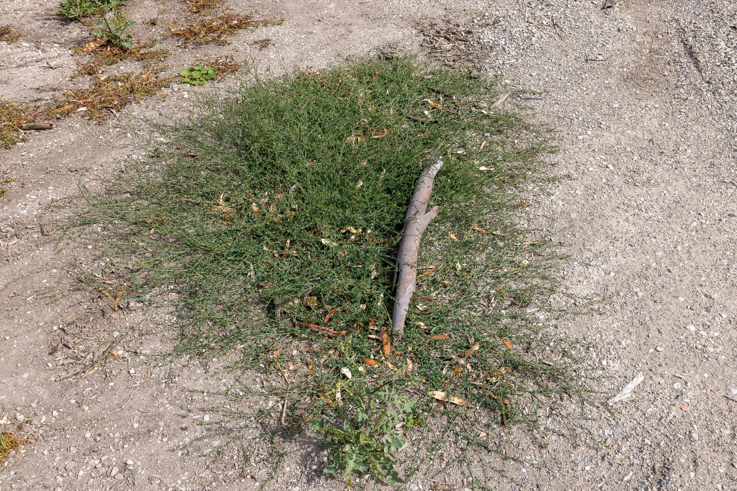 Australian Weed Guide | Learn About Common Australian Weeds